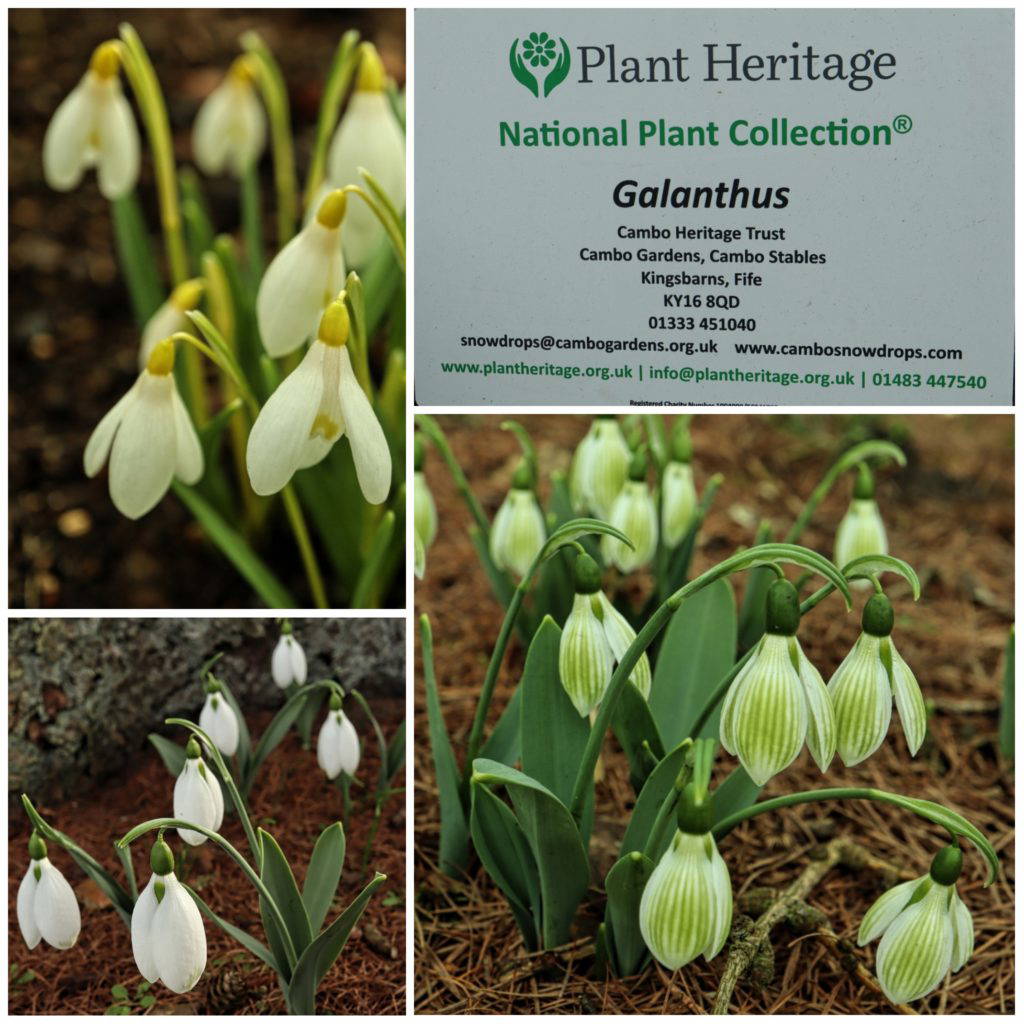 Galanthus plicatus ‘Wendy’s Gold’ | Cambo Gardens