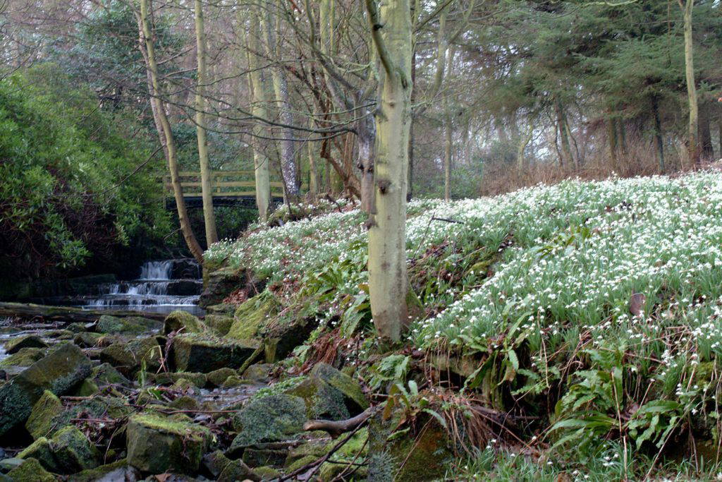 Snowdrop Walks | Cambo Gardens