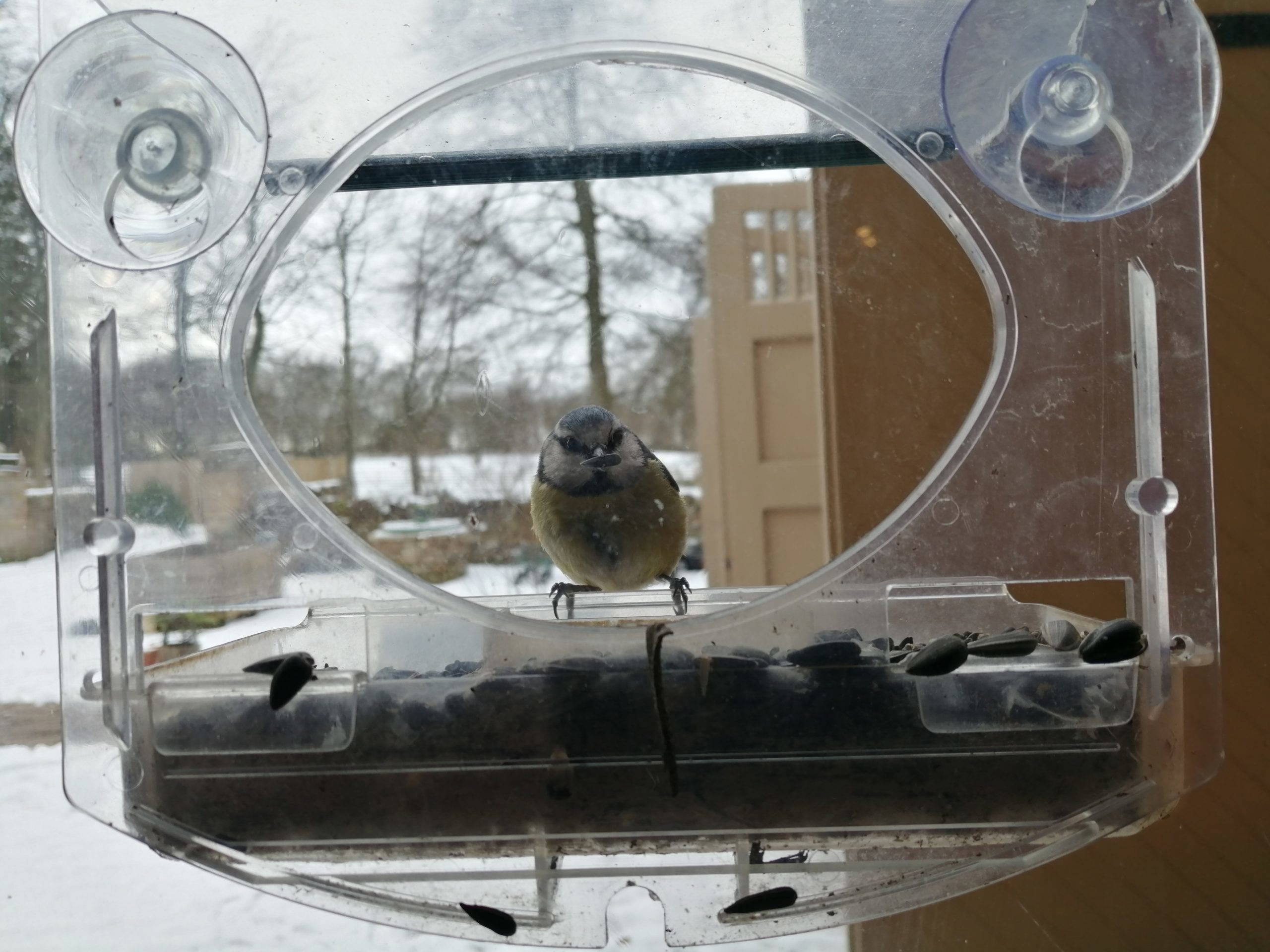 Window bird feeder | Cambo Gardens