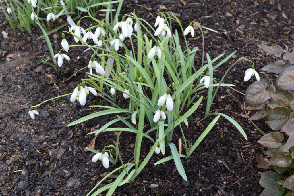 Galanthus ‘Galatea’ | Cambo Gardens
