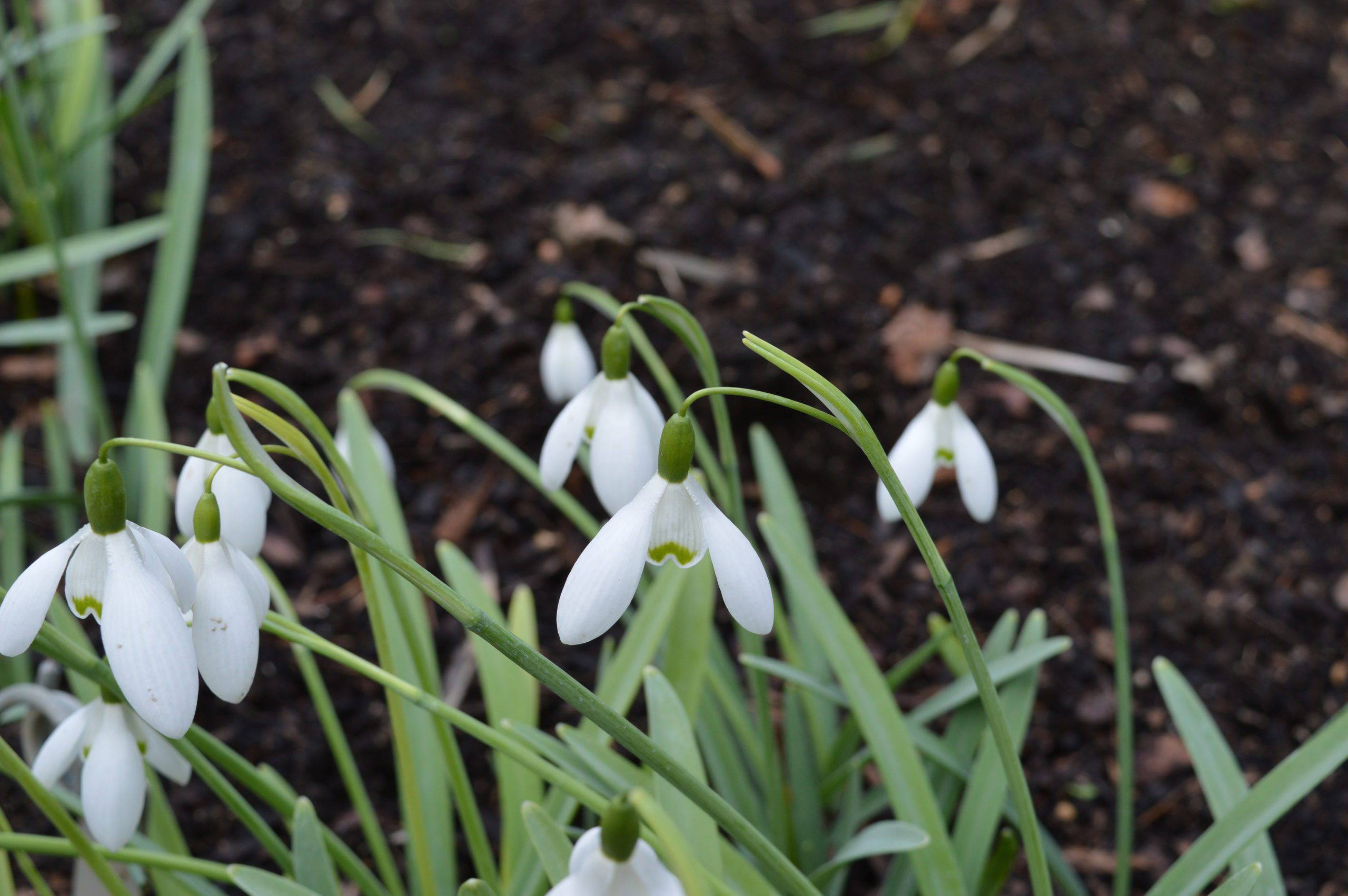 Galanthus ‘Galatea’ | Cambo Gardens
