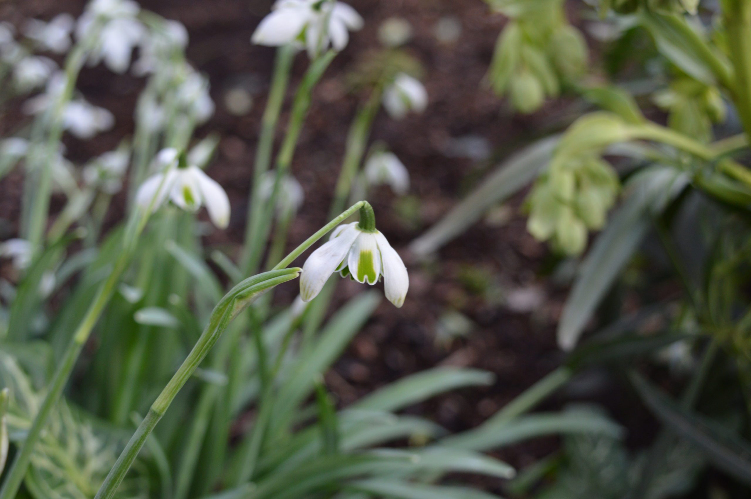 Galanthus ‘Jacquenetta’ | Cambo Gardens